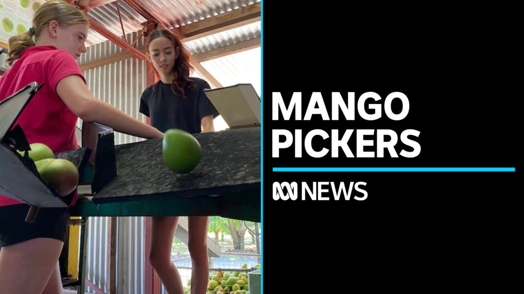 Queensland mango farmer encourages first-time fruit pickers - ABC News