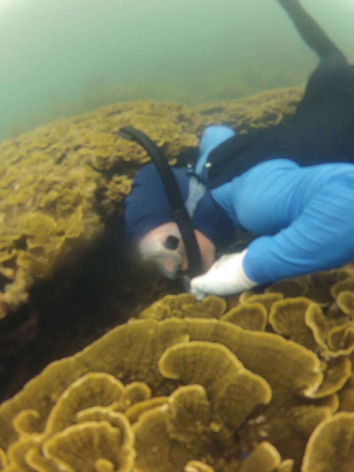 A day in the life of a Magnetic Island marine ranger - ABC News