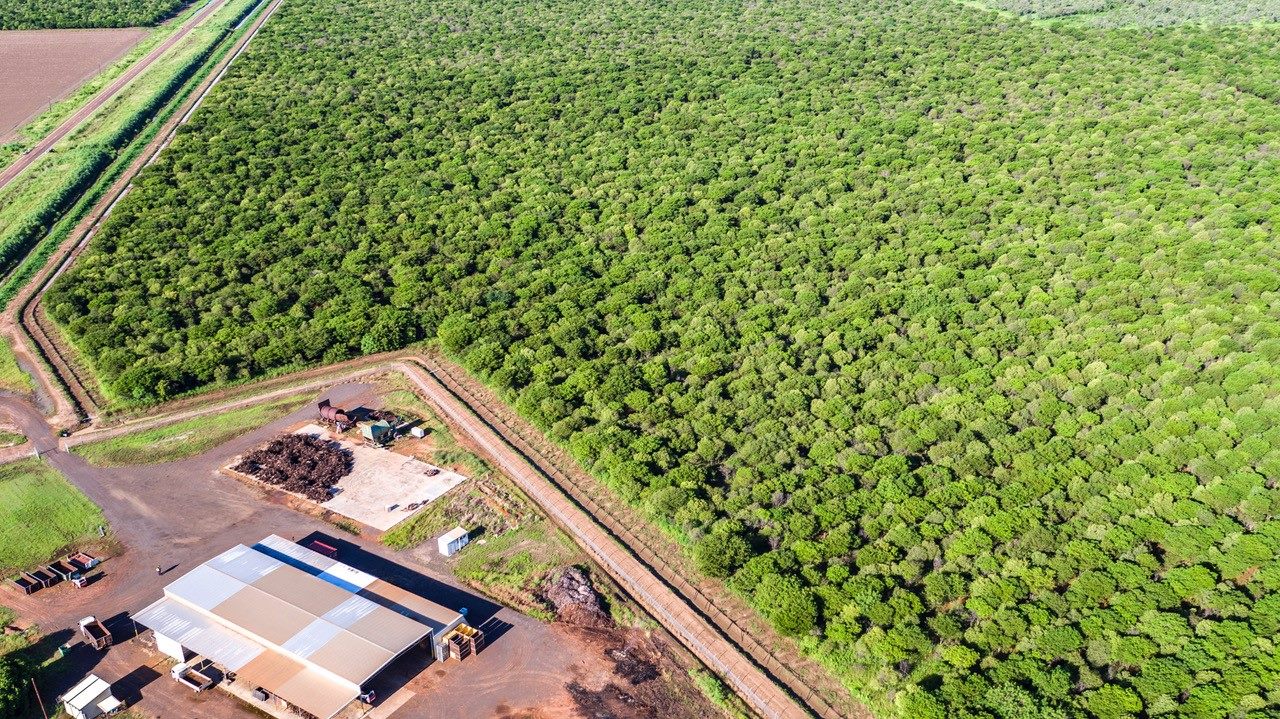 Indian sandalwood company Santanol having 'year of acceleration ...