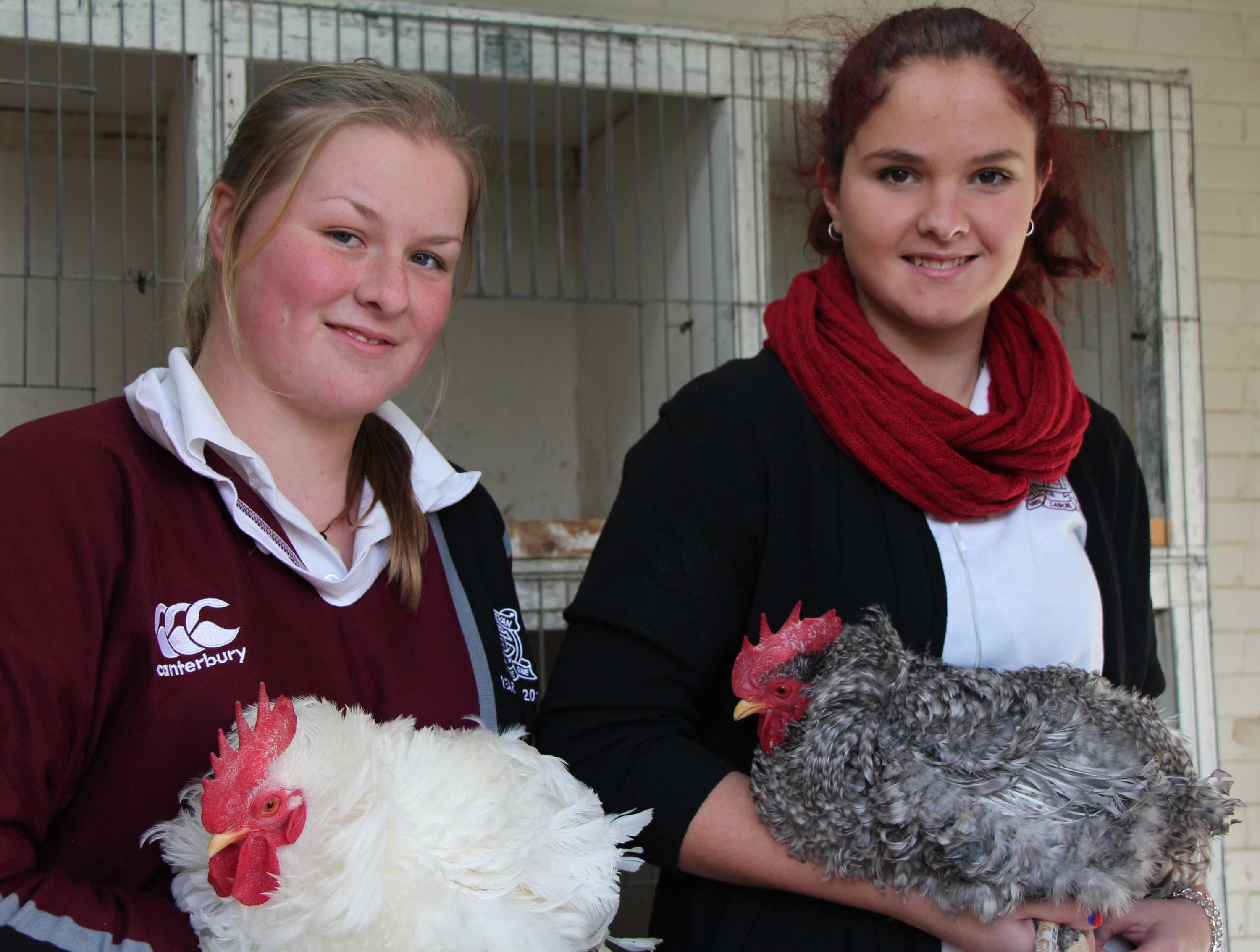 Poultry breeders appeal to next generation to keep rare hens alive ...