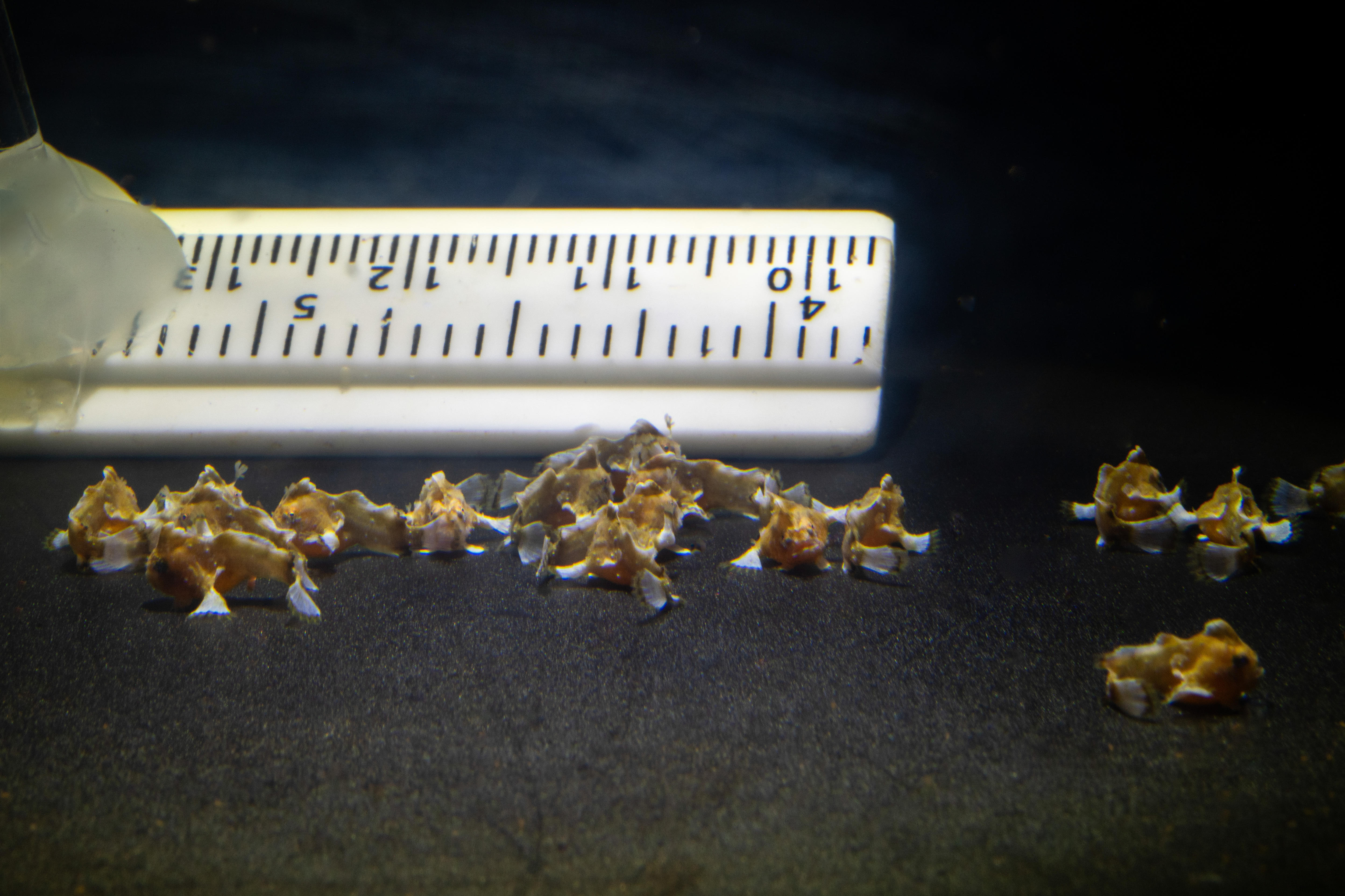 Hundreds of baby red handfish 'thriving' in captive-breeding program in ...