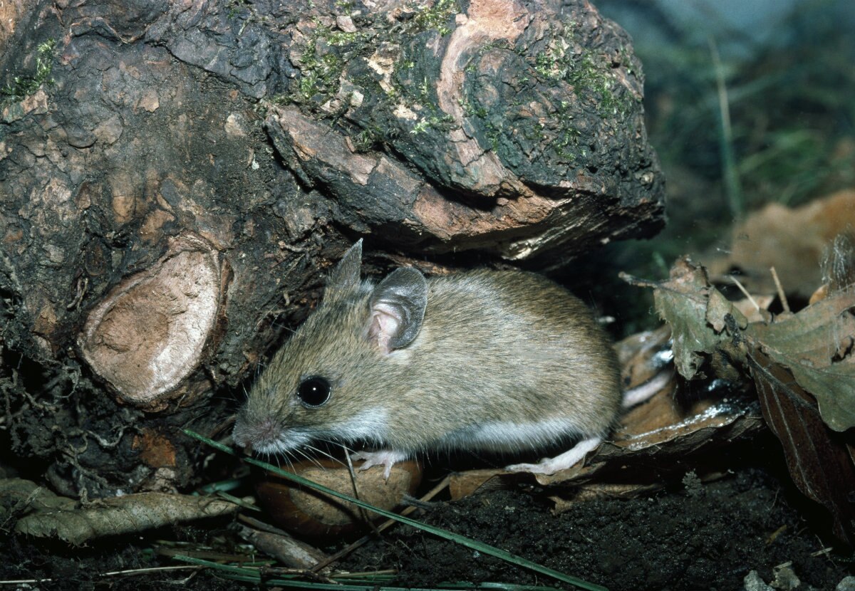 Gene drives: Feral science or feral solution? - ABC News