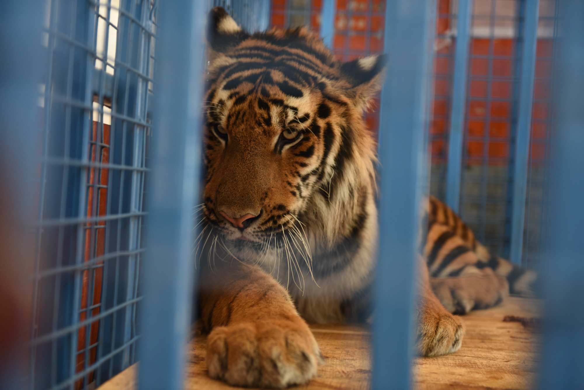 Syria war: Animals evacuated from besieged Aleppo zoo amid heavy ...