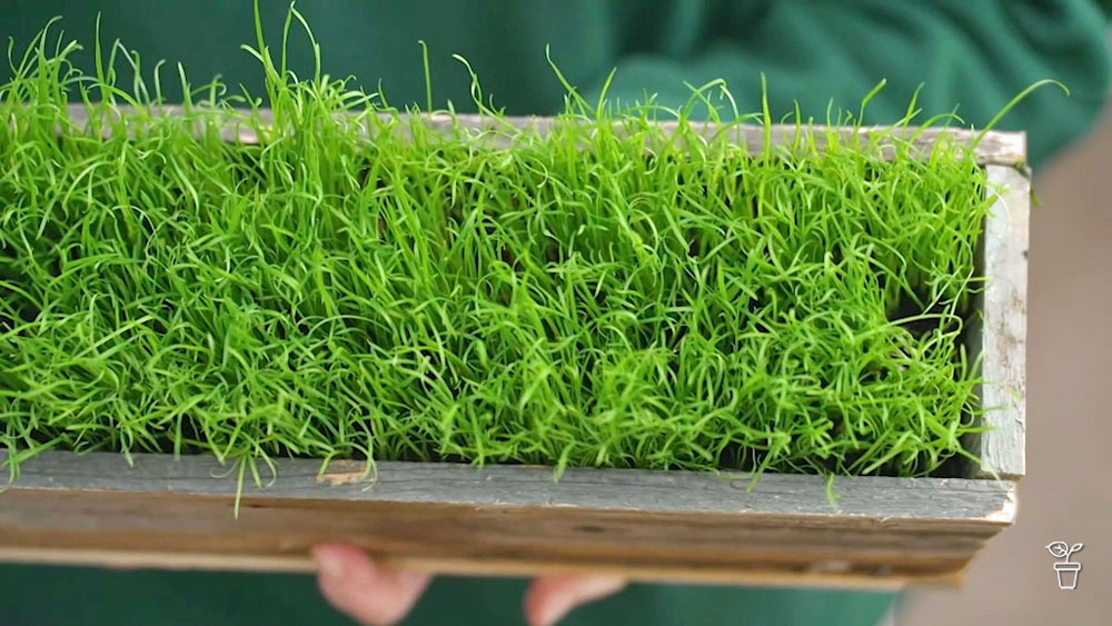 FAQs - Cat grass | Importing plants | Yarrow - Gardening Australia