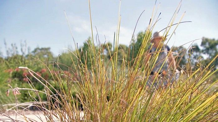 Horticultural Haircuts - Gardening Australia