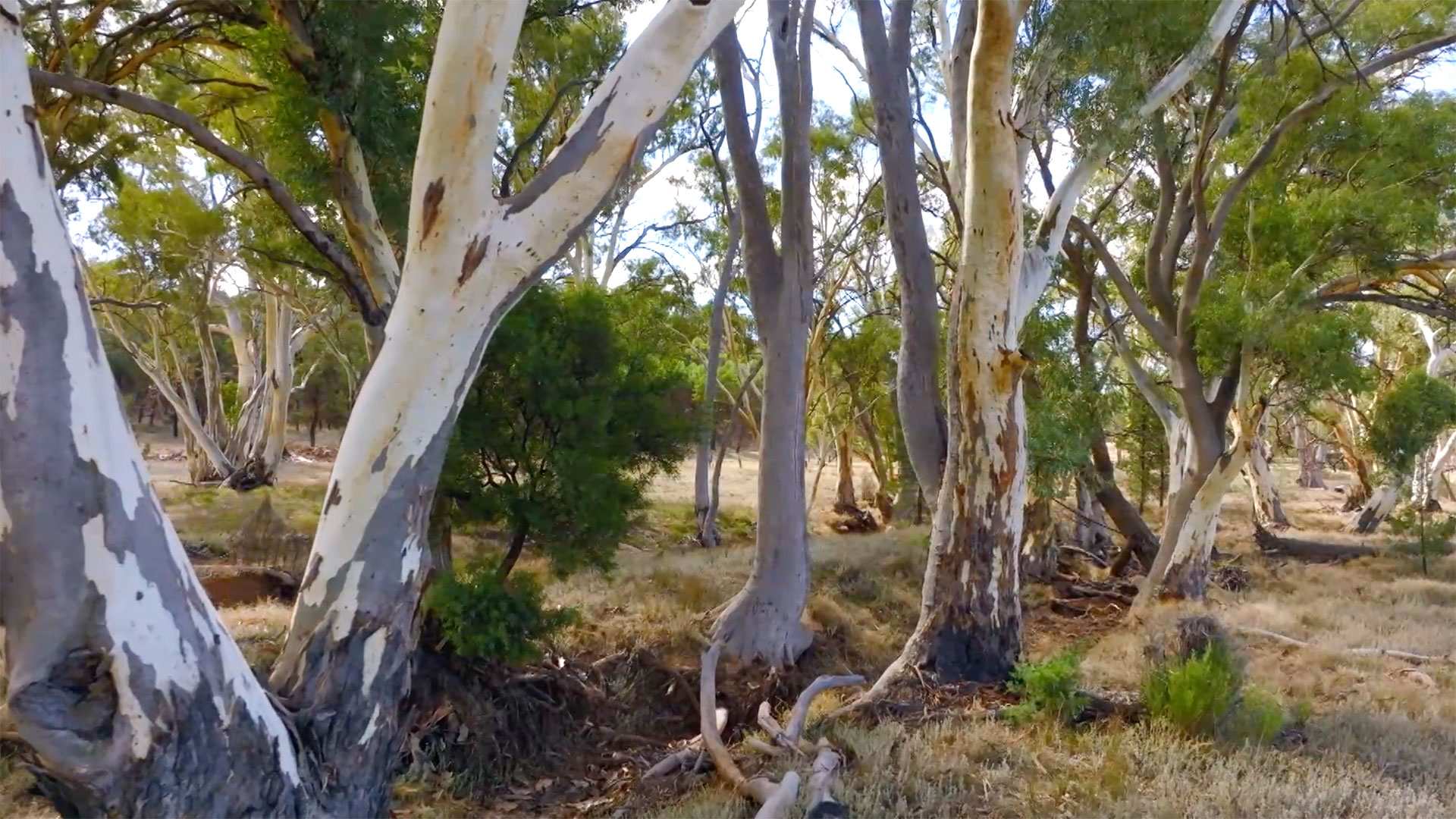 Catalyst: The iconic red river gum - ABC Education