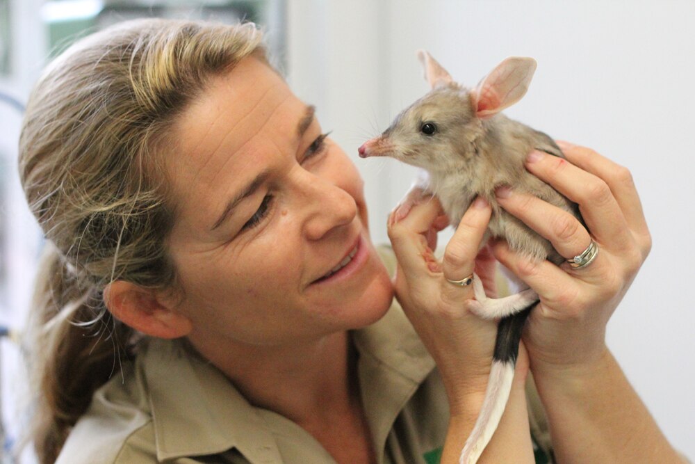Bilby baby born at Currumbin Wildlife Sanctuary to help repopulate ...