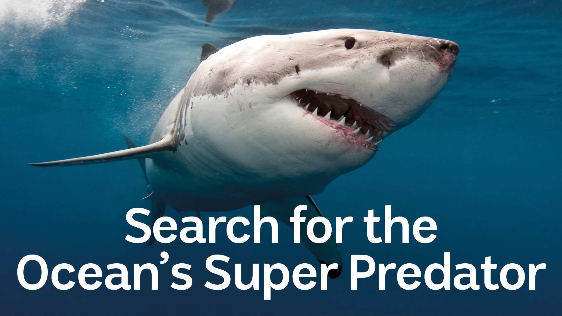 The Search for the Ocean's Super Predator - ABC Content Sales