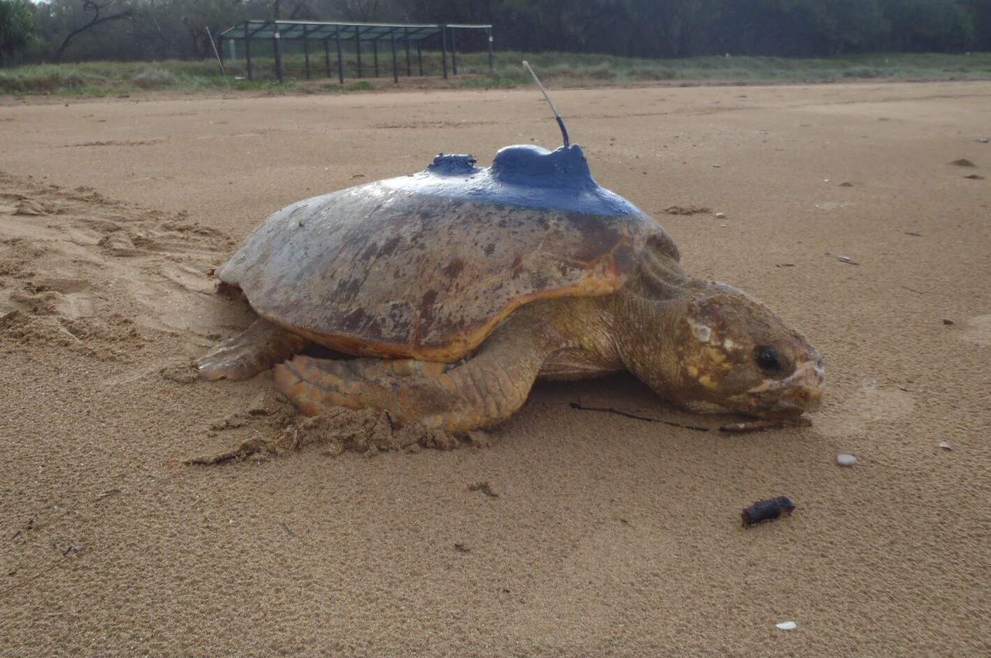 Sea turtles use sunrise to set their internal compass, researchers say ...