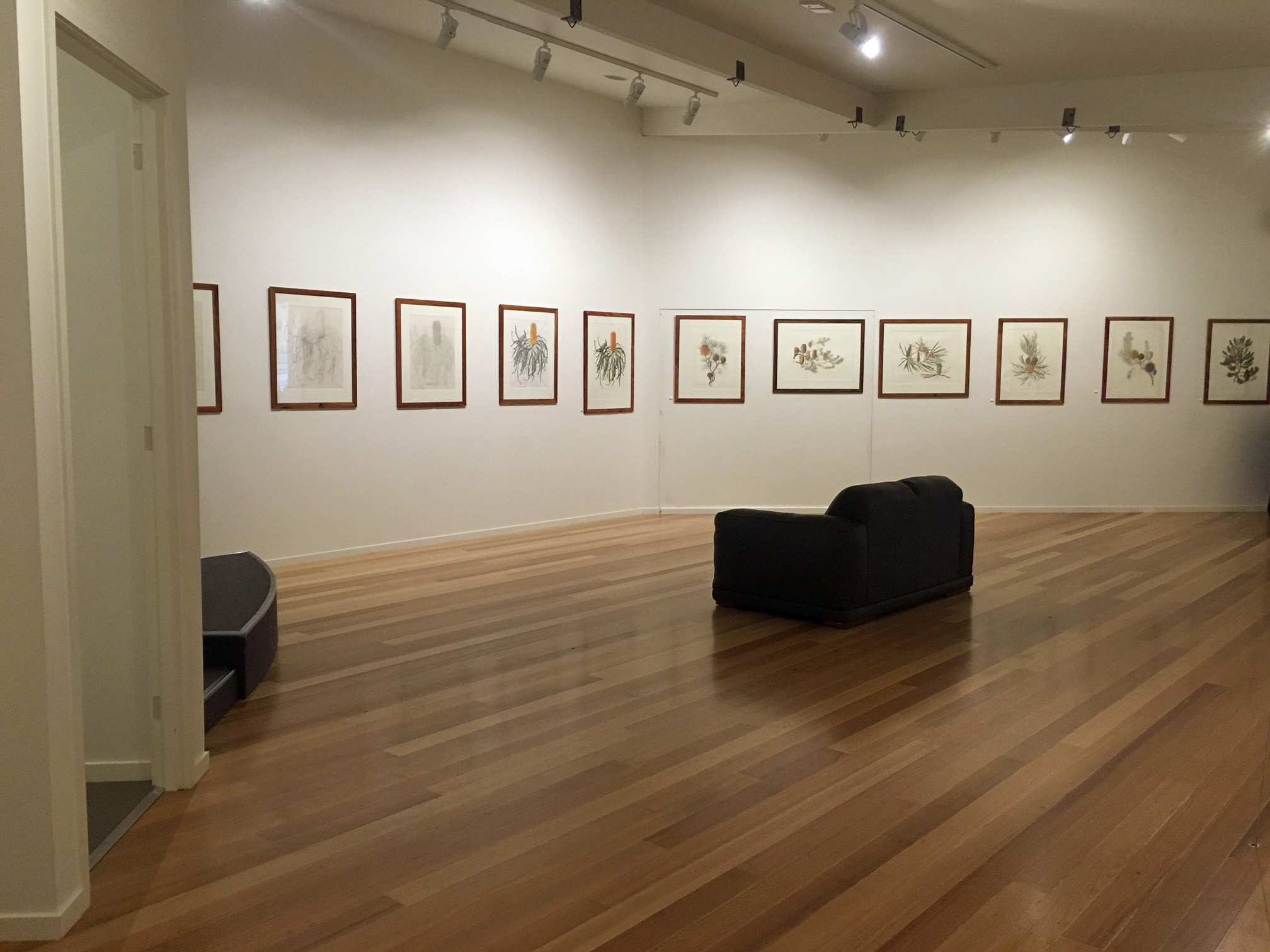 World-renowned botanical artist Celia Rosser reflects on banksia ...