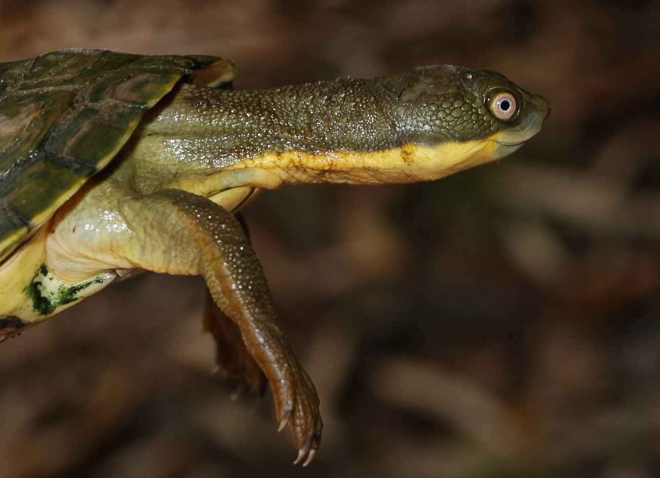 NSW Scientific Committee lists north coast turtle as critically ...