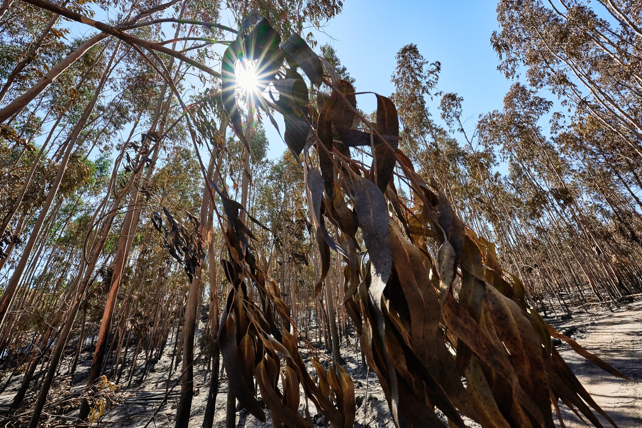 As wildfires burn across the world, what is the role of Australia's ...