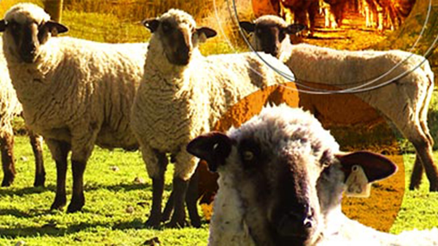 Sheep Stud School - Behind The News