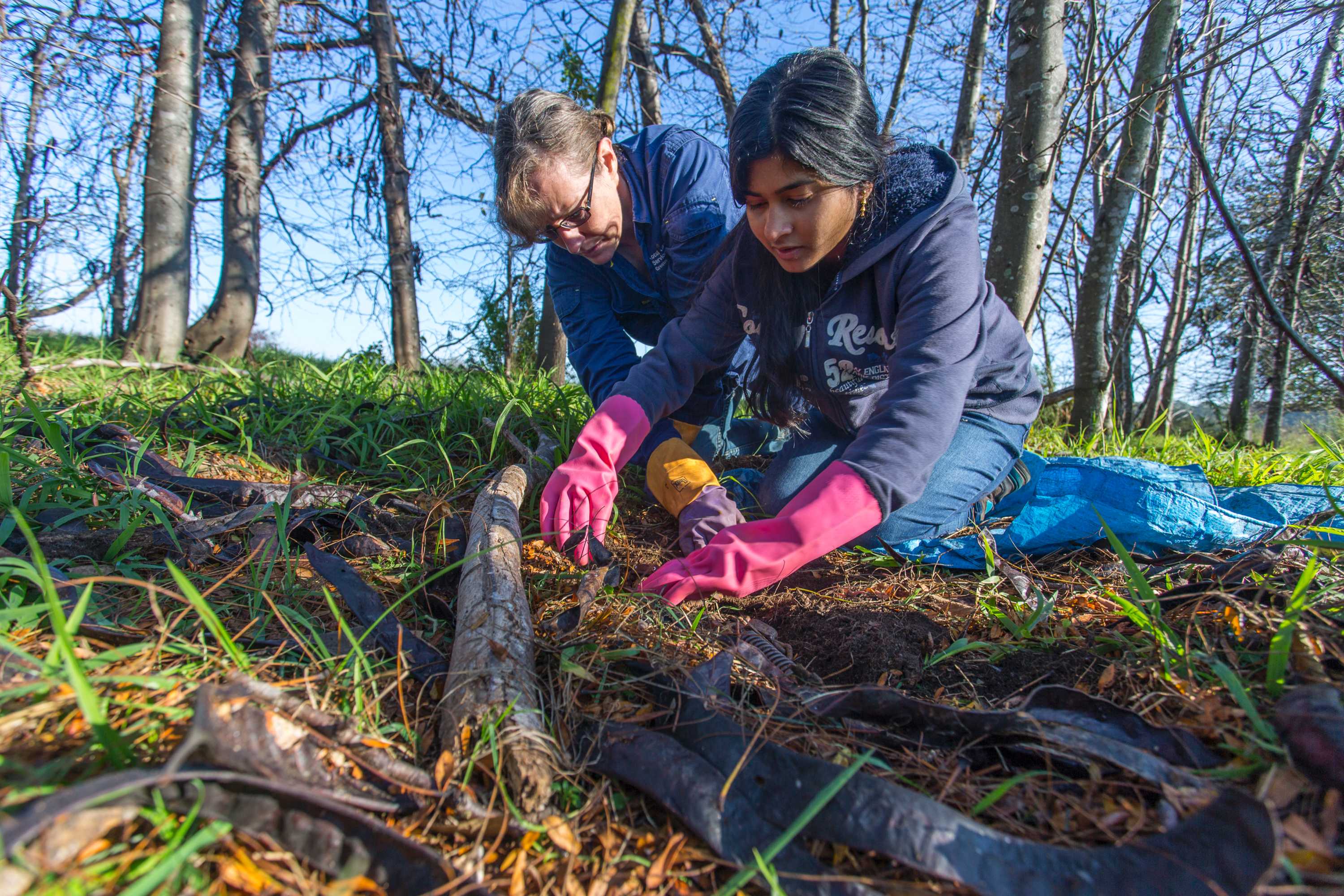 The foxes among us - ABC listen