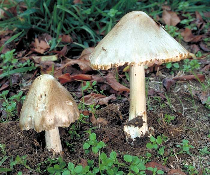 Death cap mushrooms: What do they look like and where are they found ...