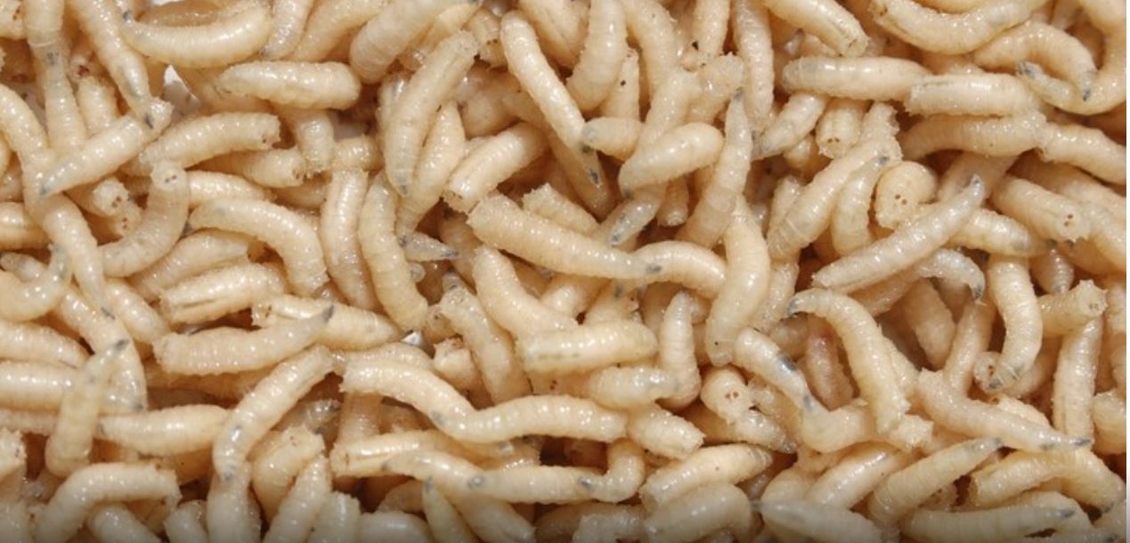 Research Filter: medical maggots treatments surge and enormous ...