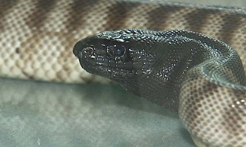 'Dumb' pair wrestle python at fast food restaurant - ABC News