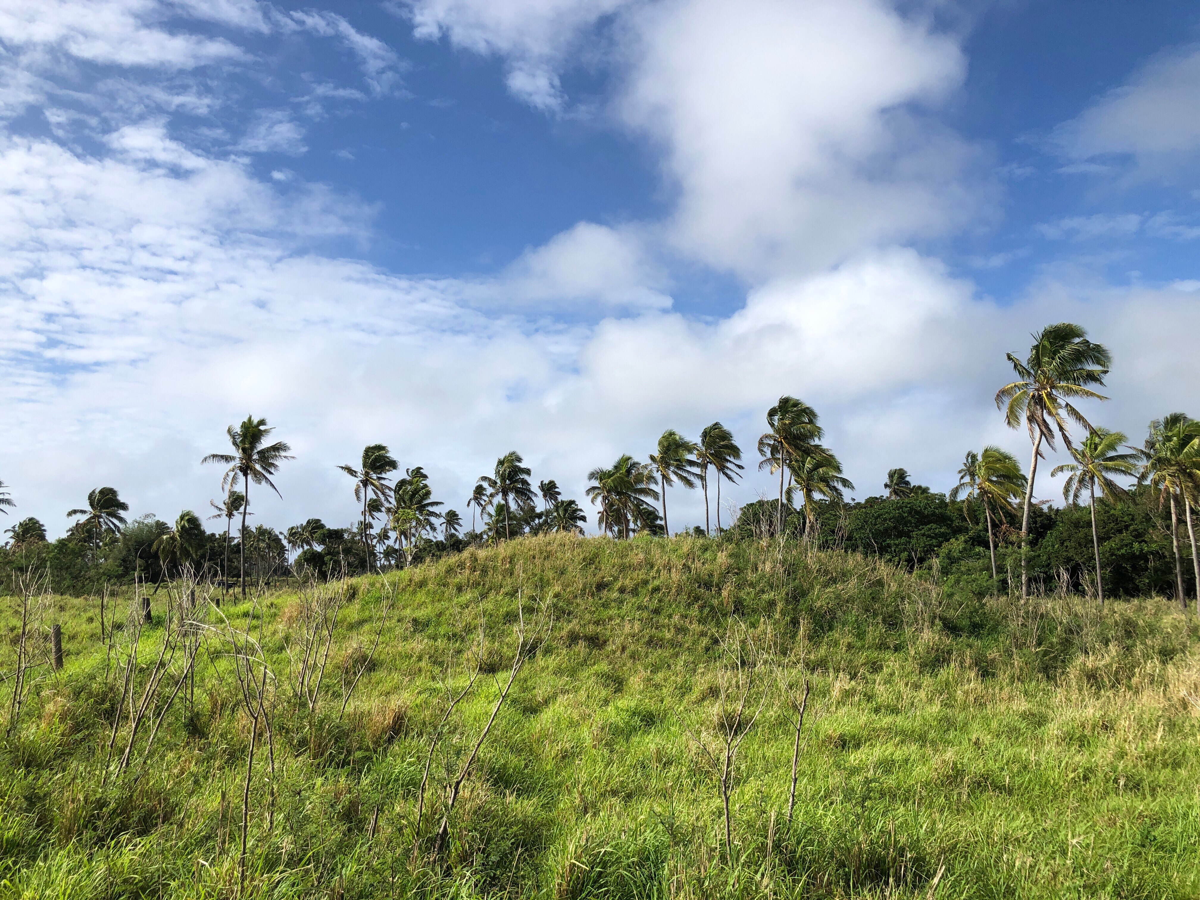 Archaeologists uncover ancient city in the Kingdom of Tonga - ABC Pacific
