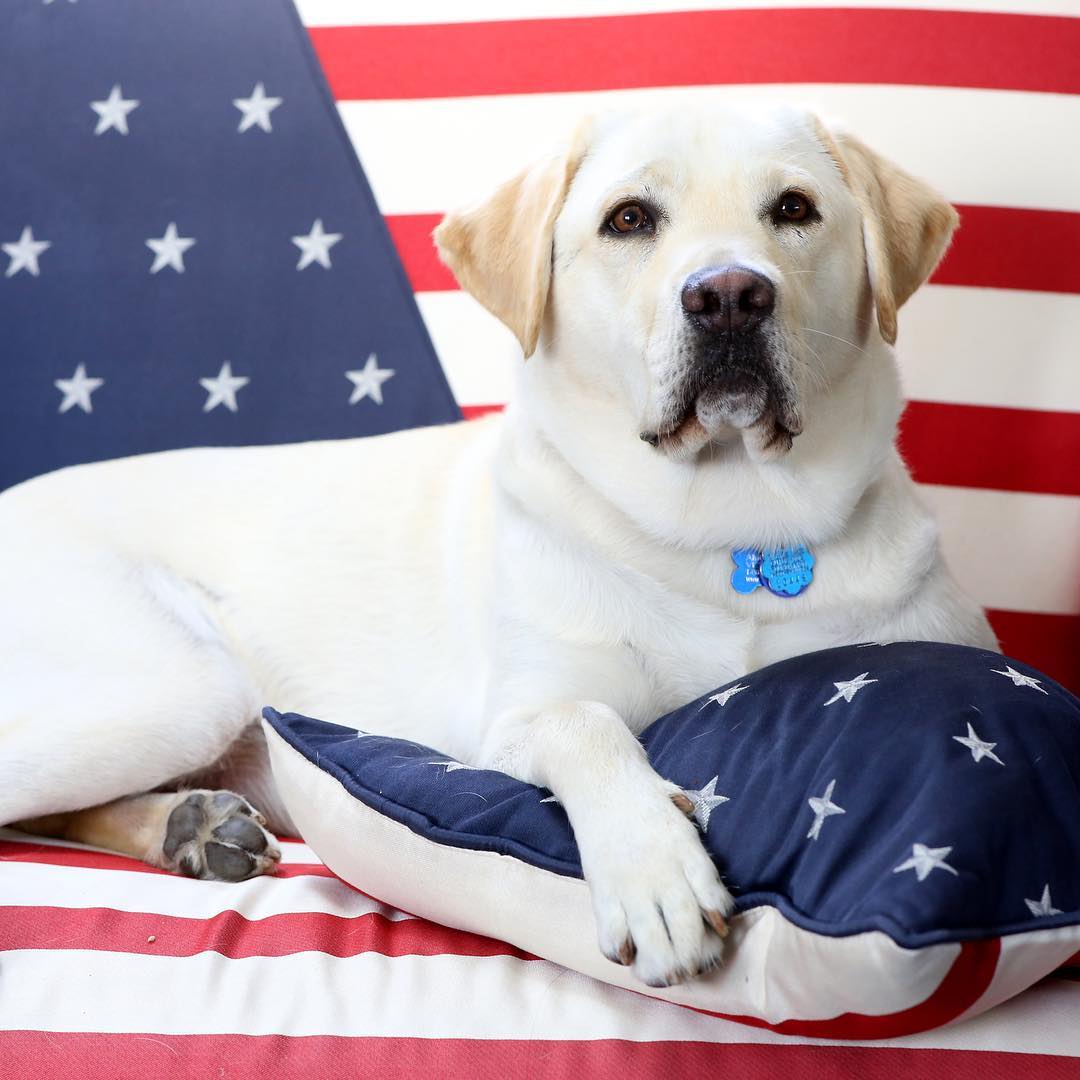 Sully the service dog, George HW Bush's loyal companion, recruited to ...