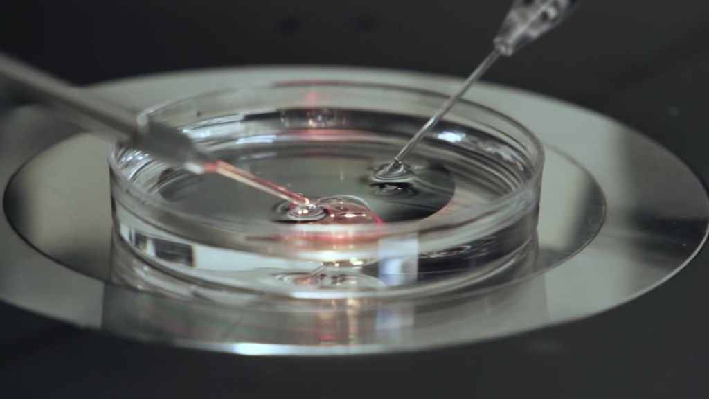 GM Cows: Genetically modifying dairy cattle - ABC News