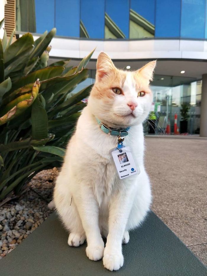 Paws for thought: Elwood the cat is Epworth hospital's employee of the ...