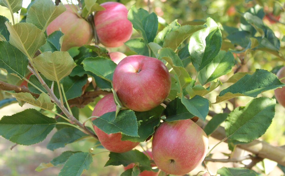 Genetic modification debate intensifies as landmark Australian decision ...