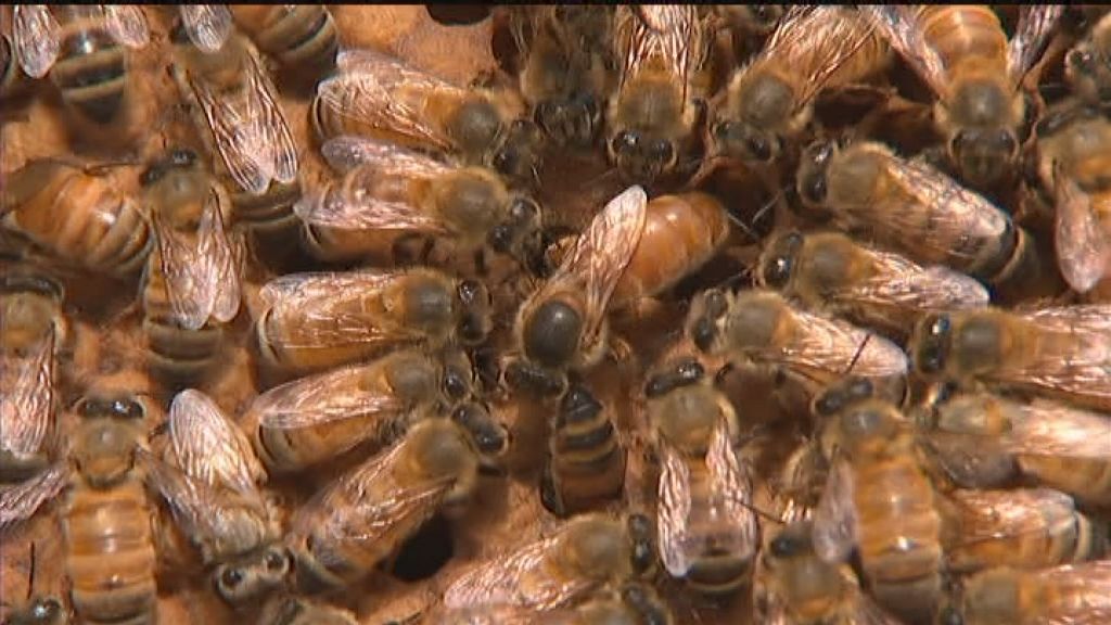 Renewed buzz around use of bee venom in natural therapy - ABC News