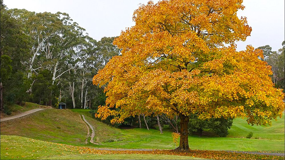 Capturing the colours of autumn around Adelaide - ABC News