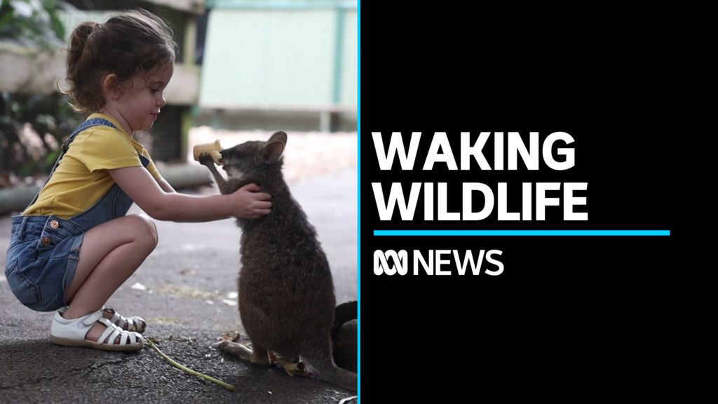 Australia Day - Topic - ABC News