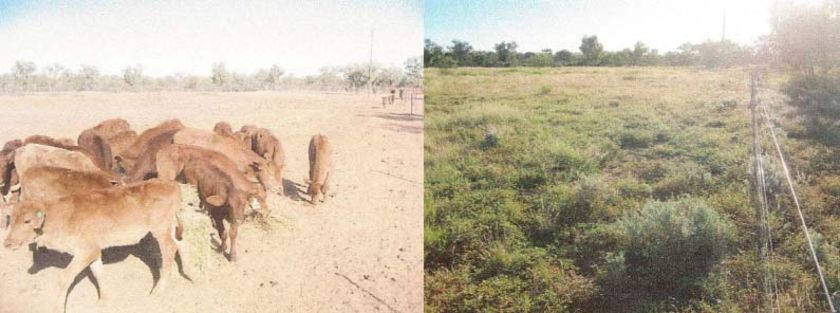 Opportunities in soil carbon for pastoral holdings - ABC News