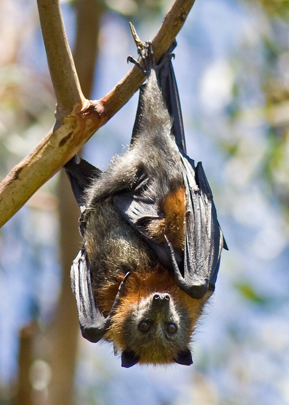 Animals - Topic - ABC News