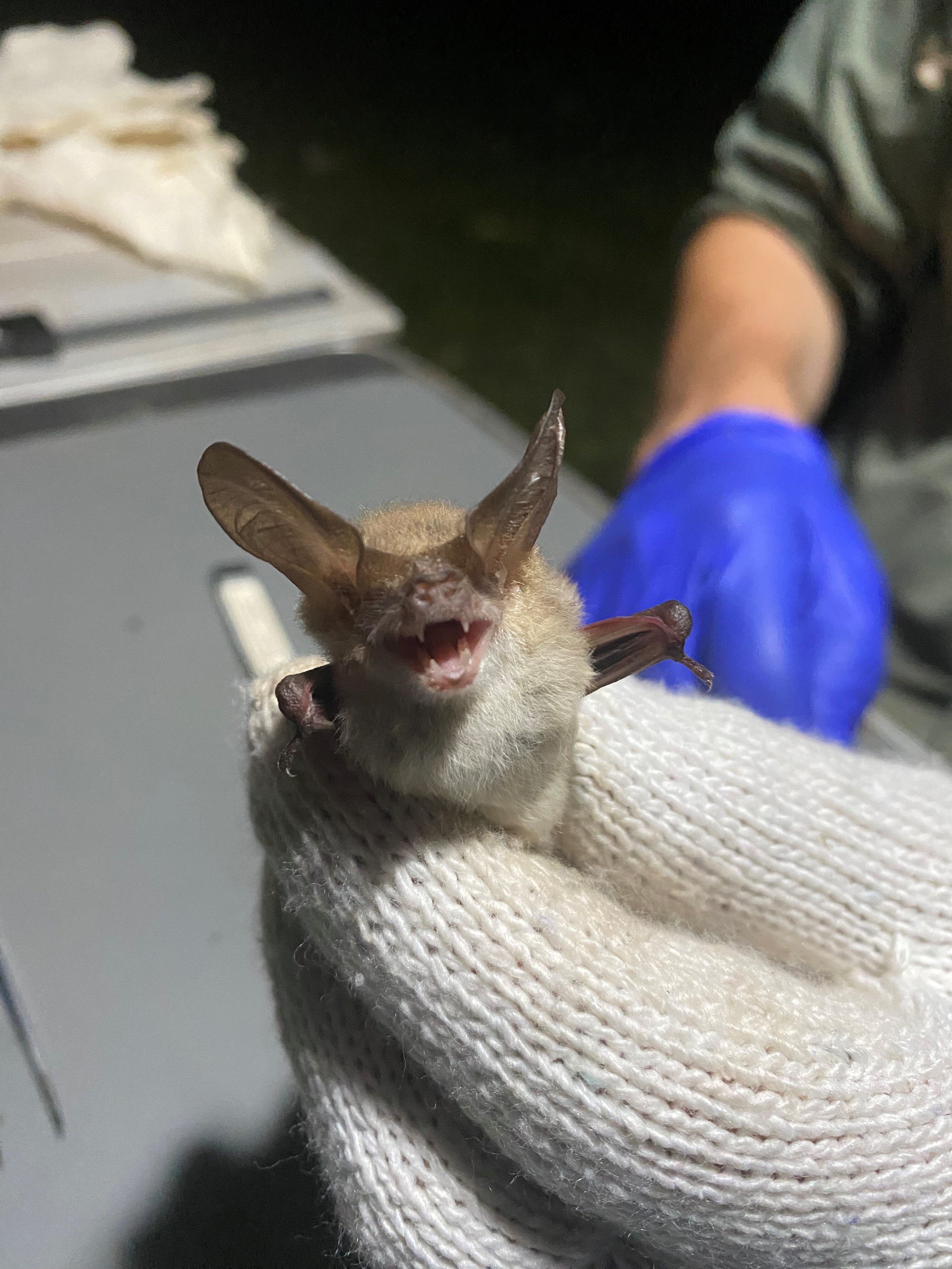 Native bats should be celebrated like other Australian wildlife ...