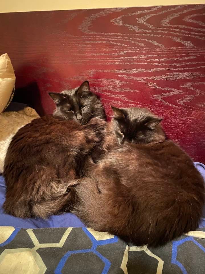 Fears for animal welfare as Mildura cat shelter Jeanie Kittys Krib ...