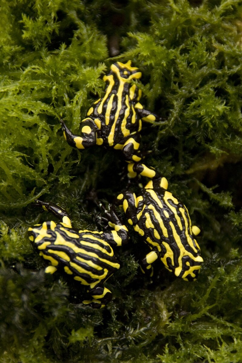 Building a frog-proof fence - ABC News