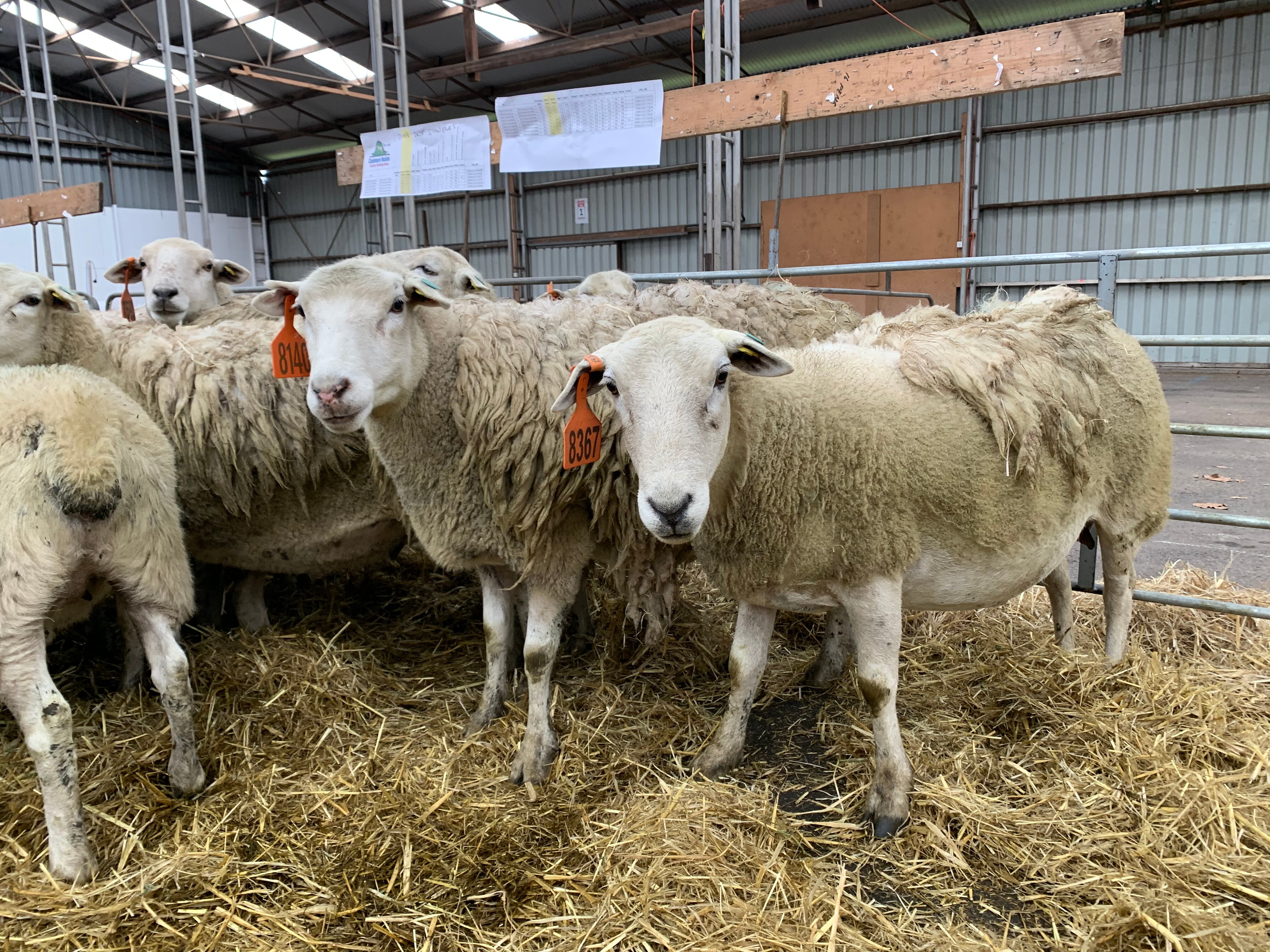 To go nudie or not? Why sheep that don't need shearing could be the way ...