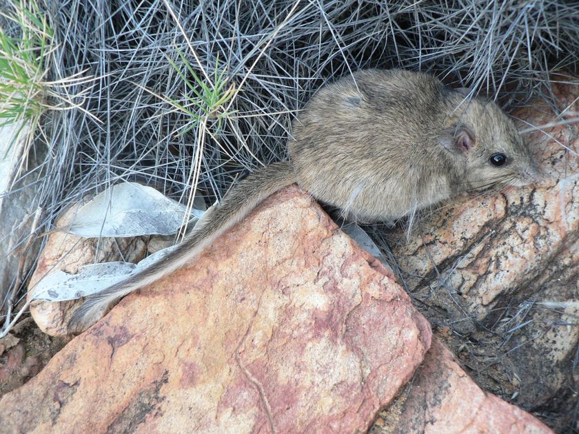 Rare rock rat found in Central Australia - ABC News