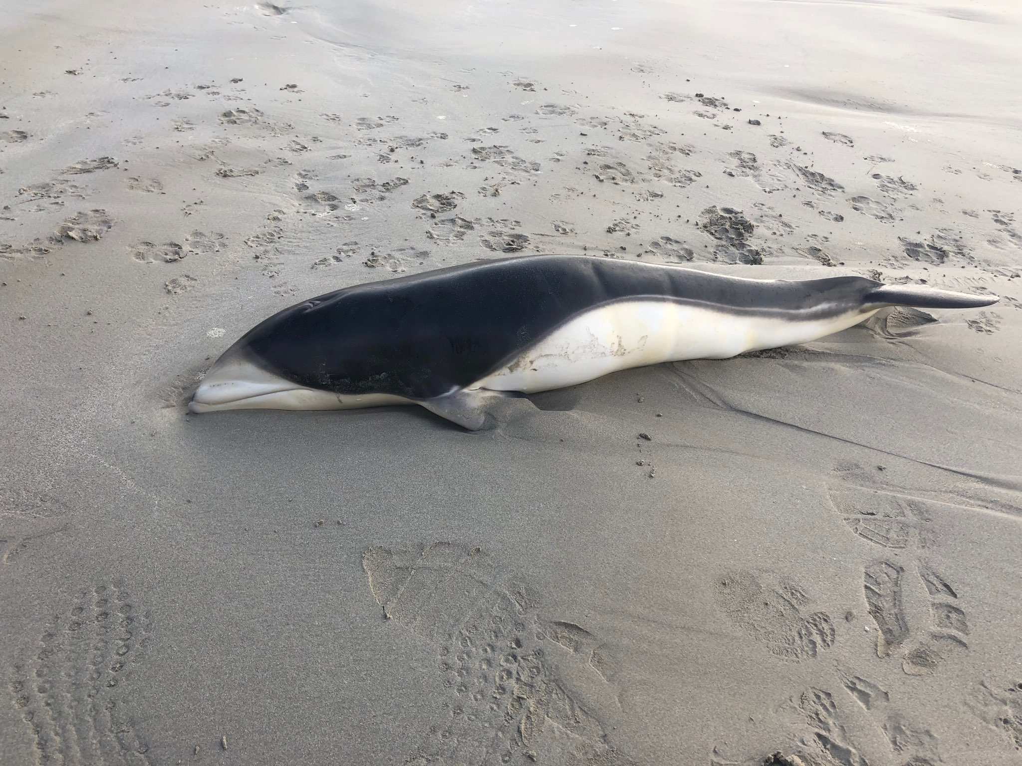 Southern Right Whale Dolphin