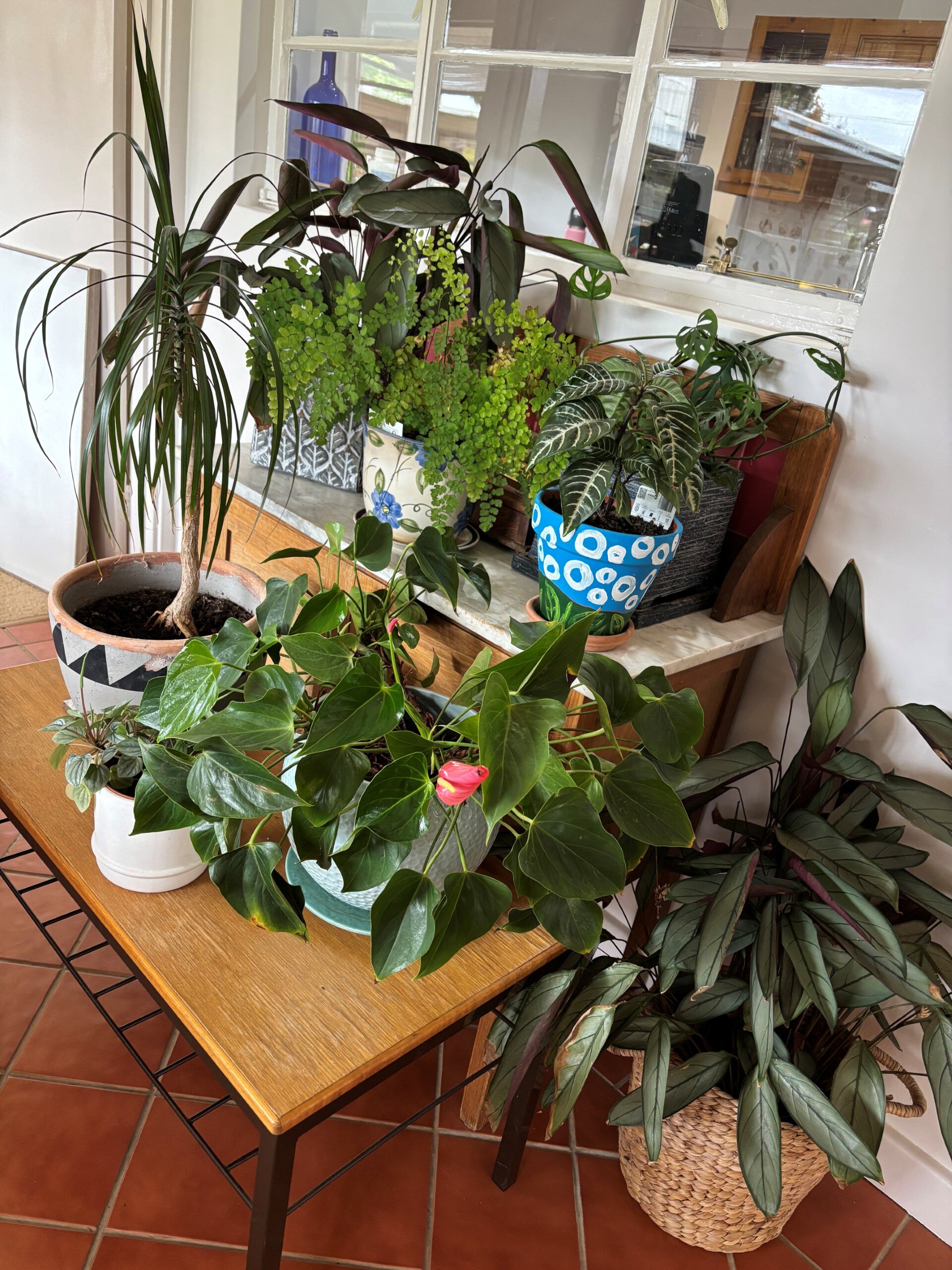 Talkback Gardening 'Indoor Jungle' Photo Comp Winners - ABC listen