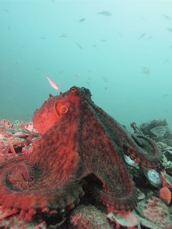 The secret life of Australian octopus gangs revealed - ABC Radio