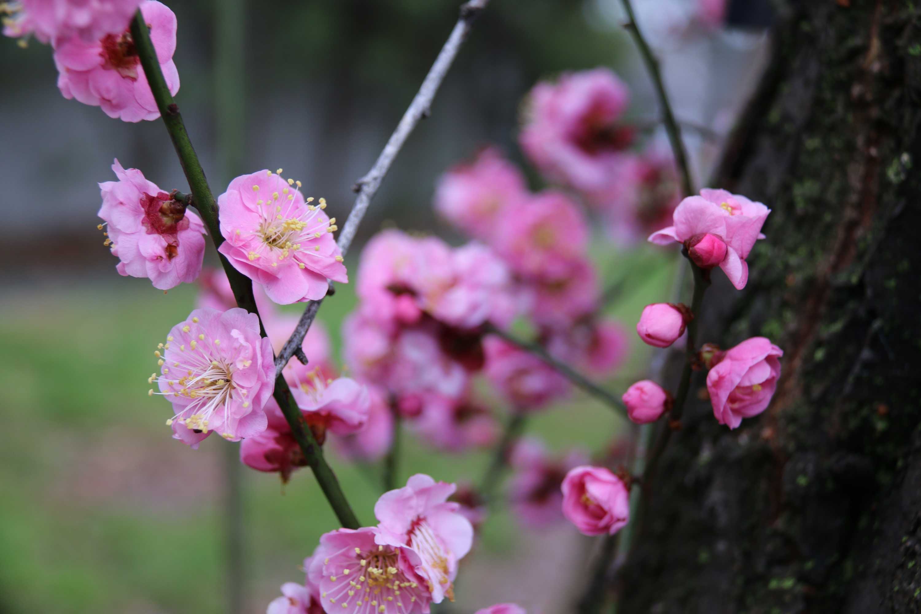 Covid lessons bear fruit for SA gardeners - ABC listen