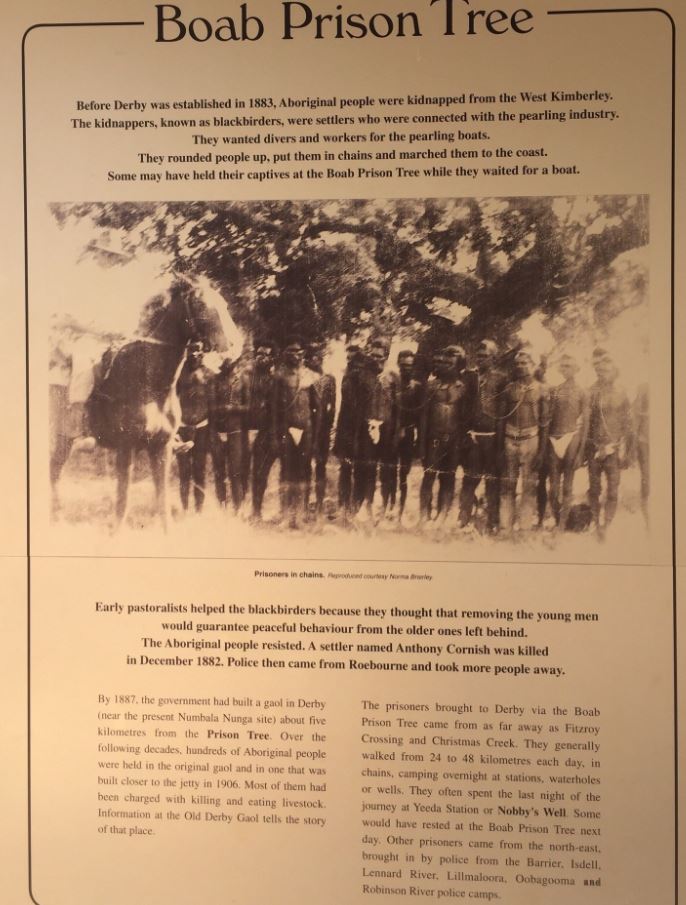 Kimberley's iconic 'prison tree' never used as holding cell for ...