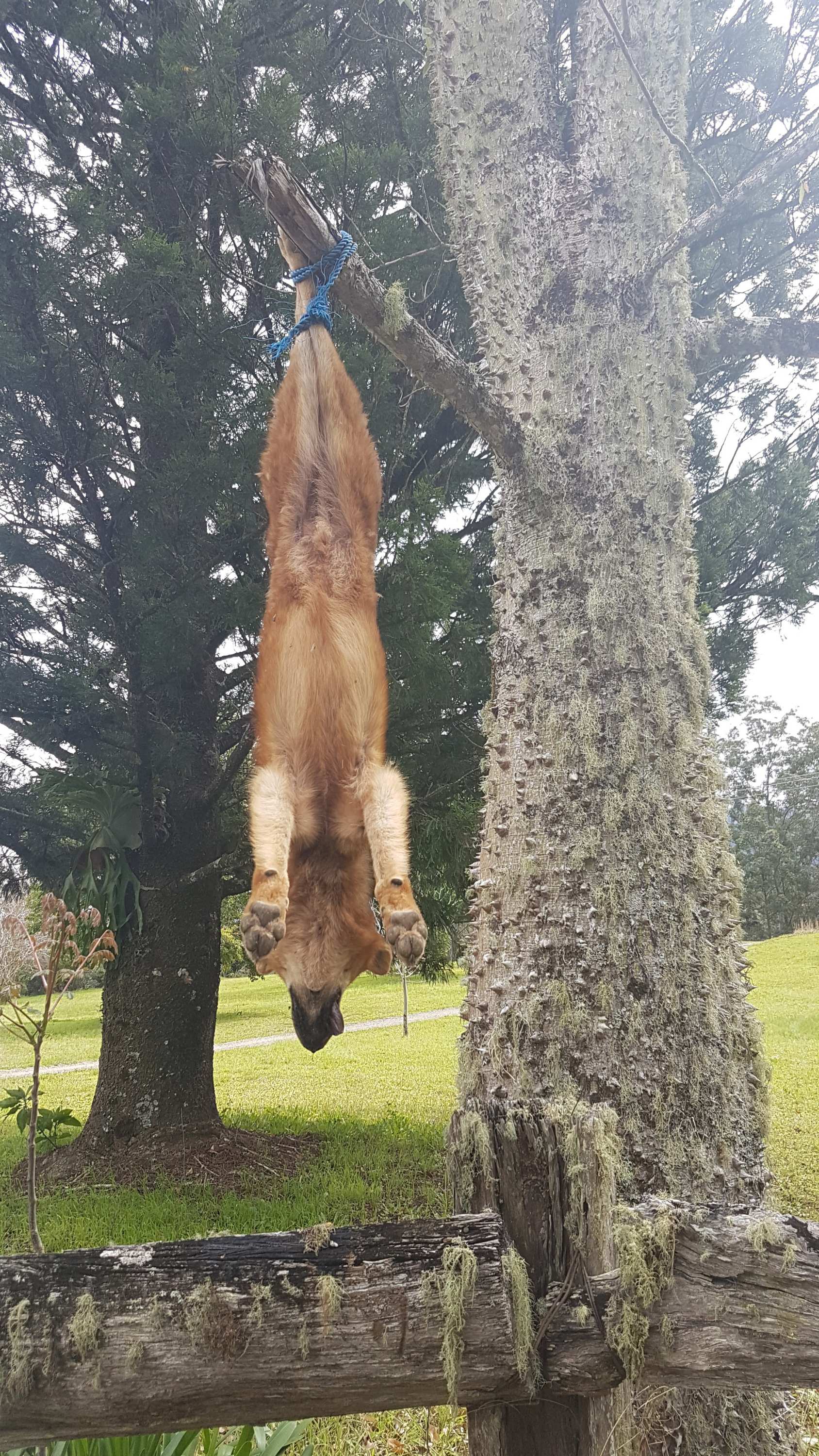 Dead wild dog shot and displayed on the mid-north coast sparks debate ...