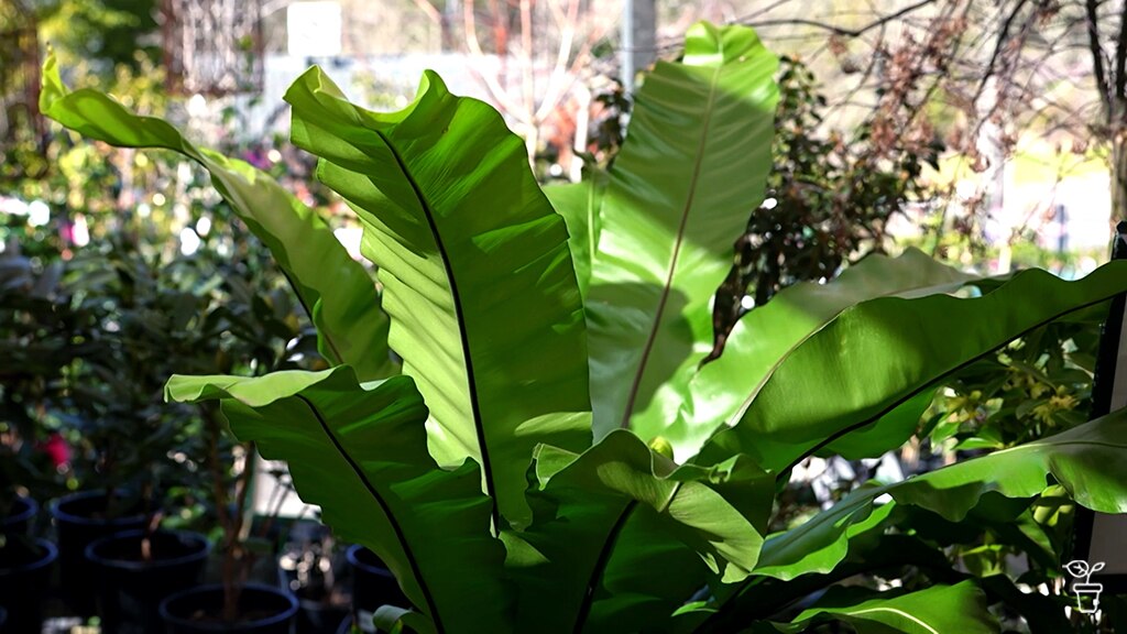 Propagating Ferns from Spores - Gardening Australia