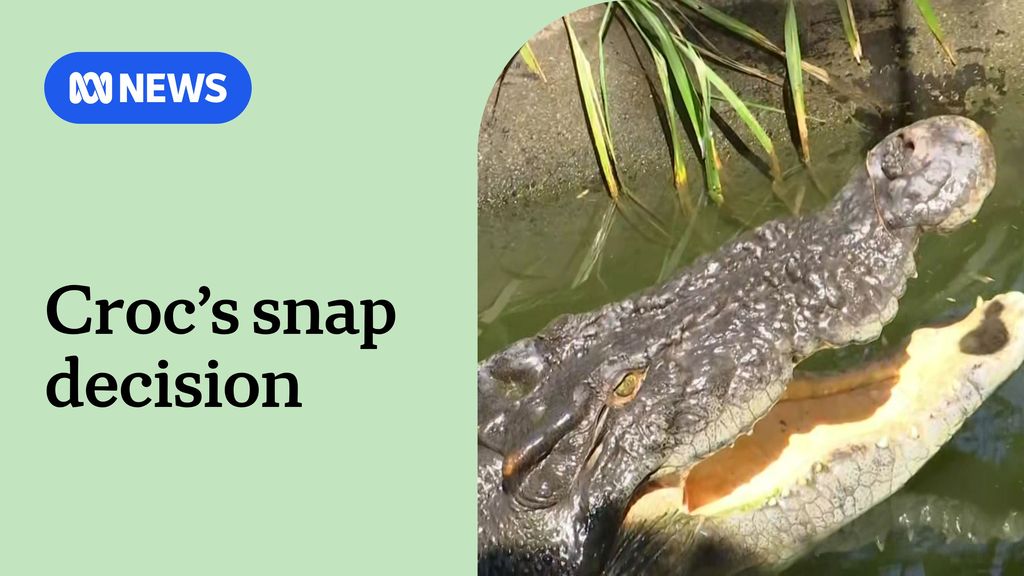 Cairns croc calls Queensland election - ABC News