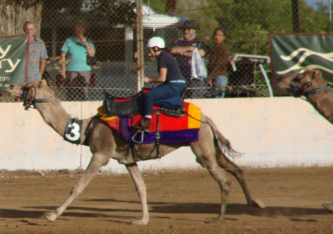 How to race a camel and lose - ABC News