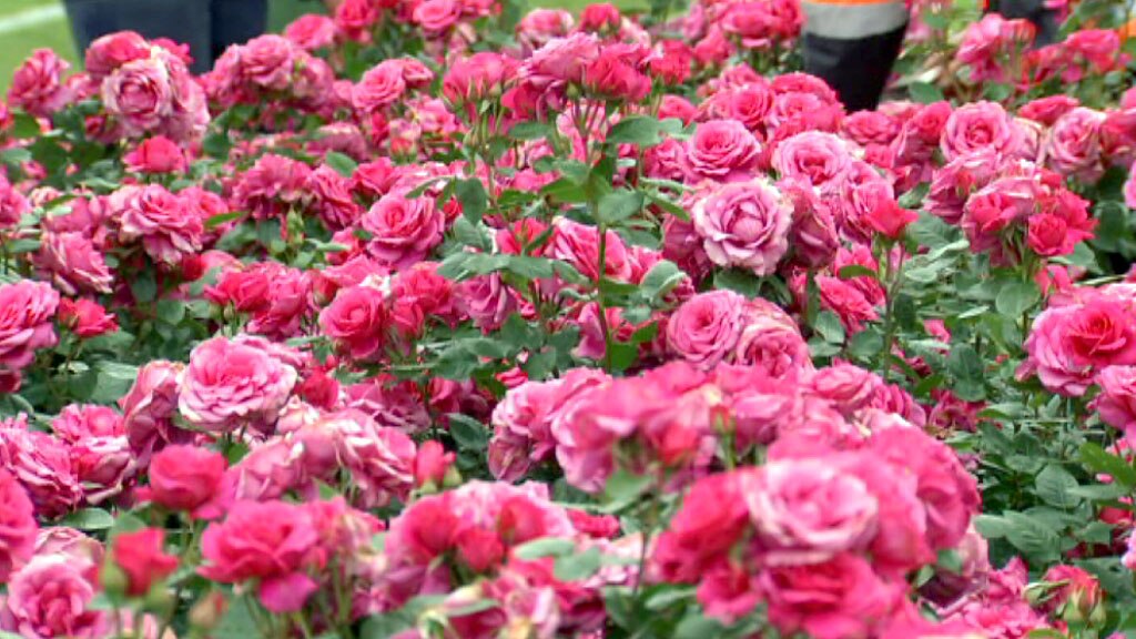 Melbourne Cup 2015: Flemington's 'keeper of the roses' marks 40 years ...