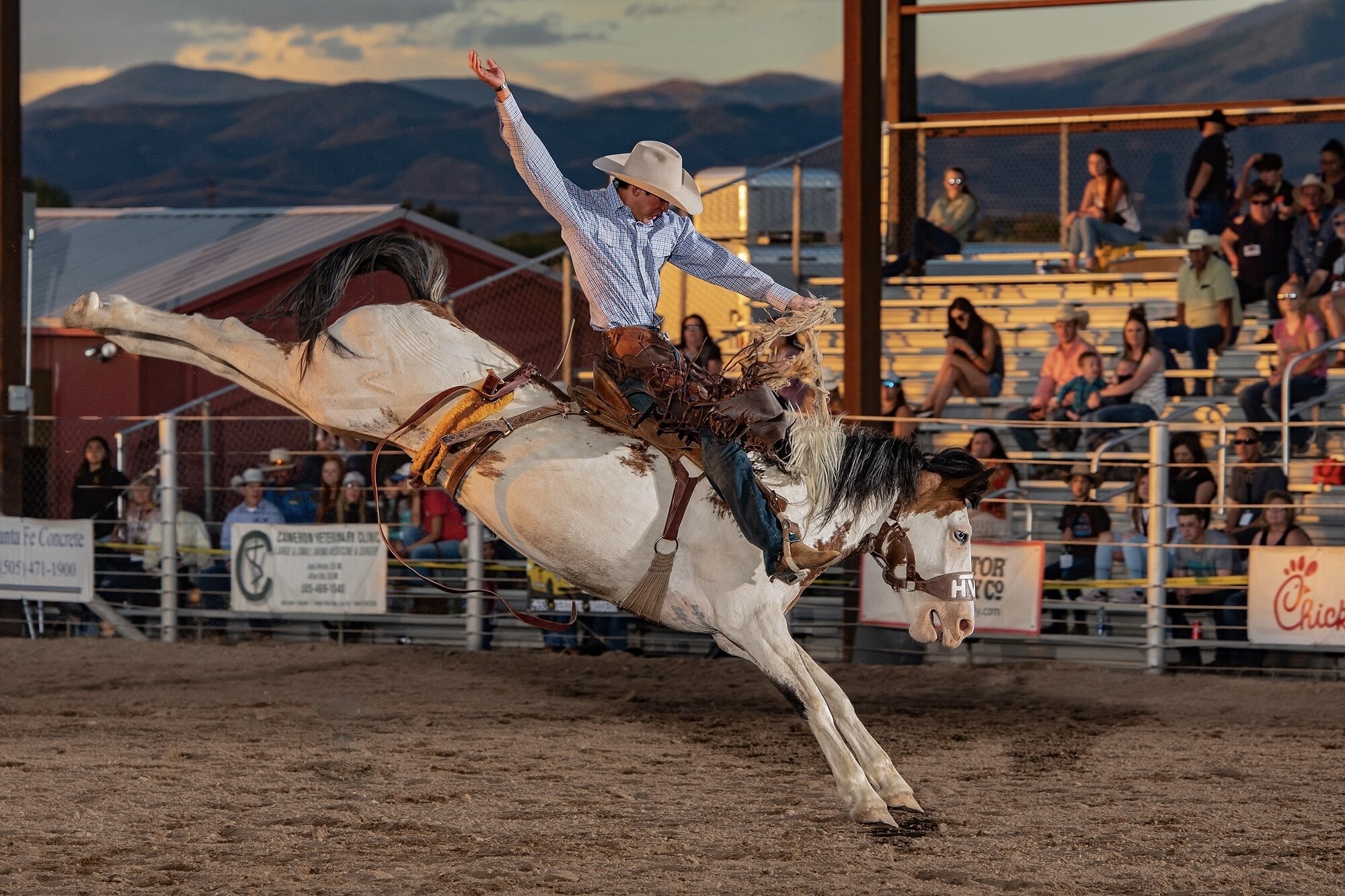 How rodeo rider William Reynolds went from Sydney surfer to Texan ...