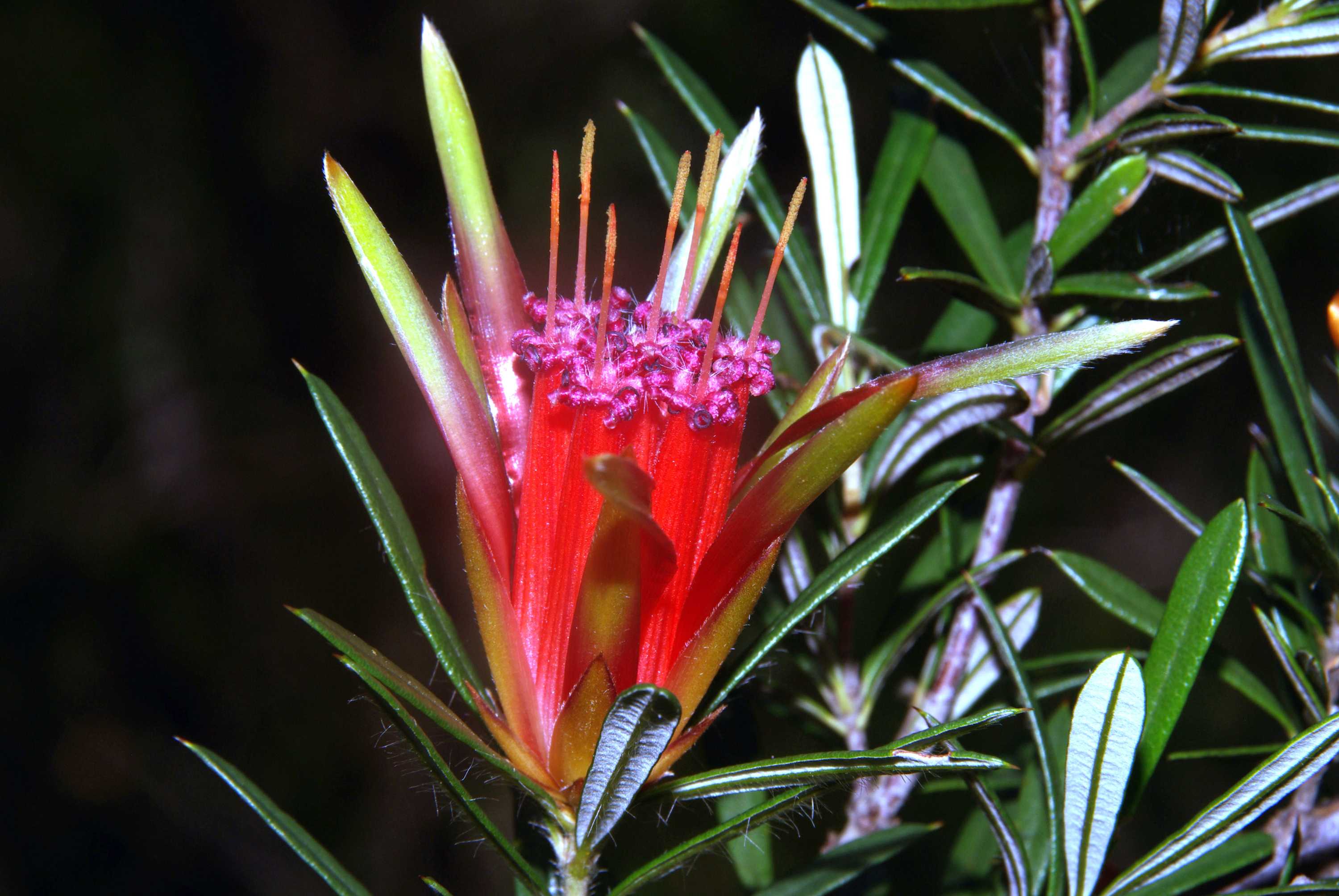 The evolution of bilateral floral symmetry - ABC listen