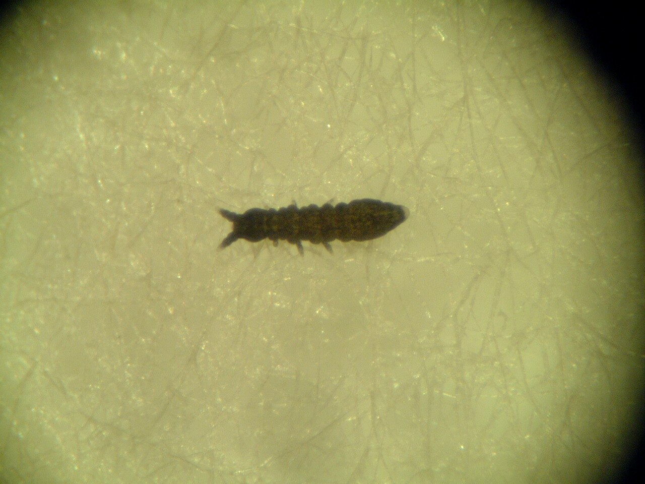 Australian scientist names tiny Antarctic creature after climate ...