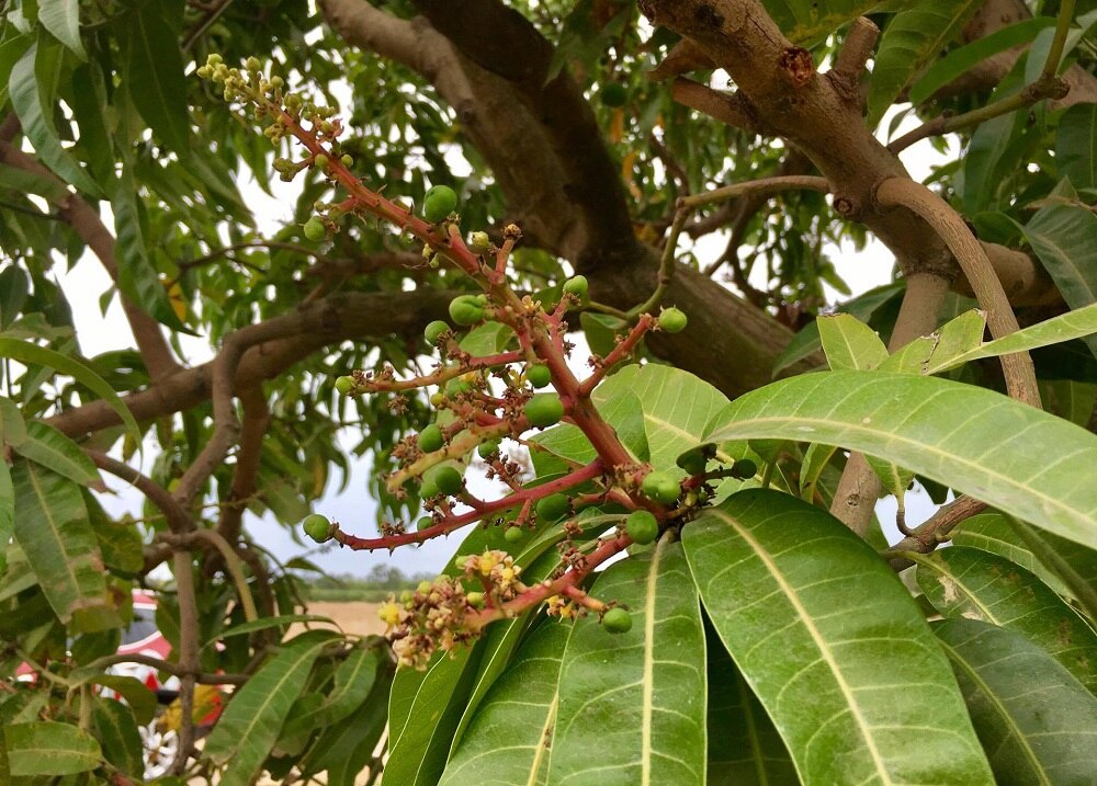 Great news for mango lovers with good supply expected out of North ...